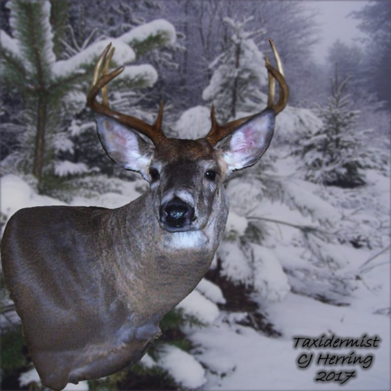 Taxidermy With CJ Herring - Taxidermy Talk
